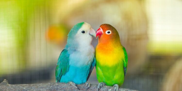 Comment reconnaître un mâle et une femelle inséparable ? - Animaux Info ... Comment reconnaître un mâle et une femelle inséparable ? - Animaux Info ...